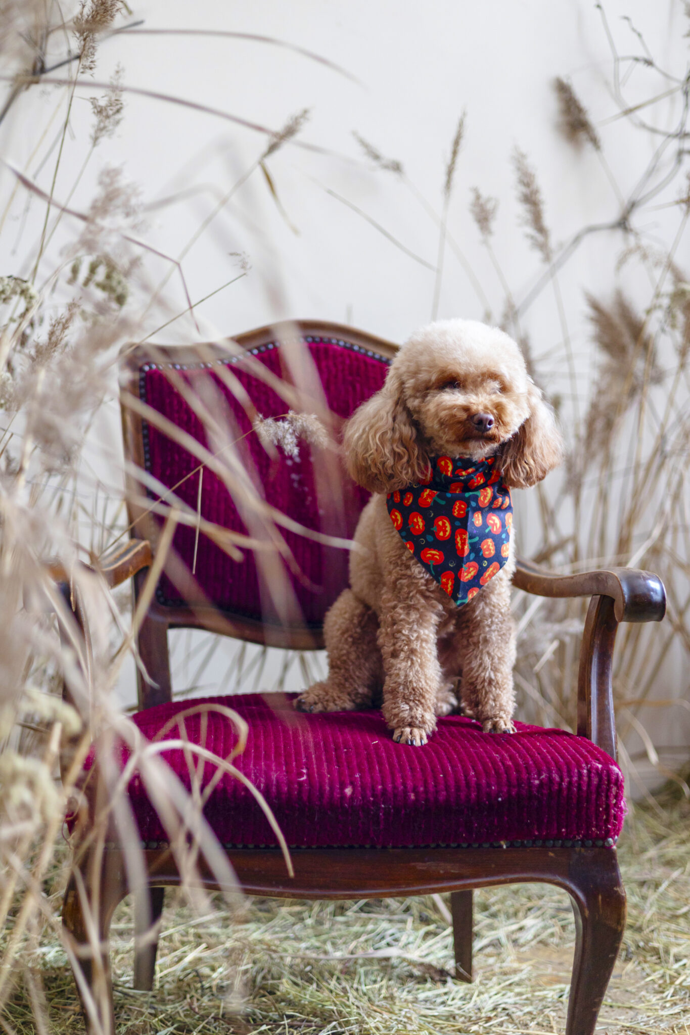 Toy Poodle Puppies For Sale | Villa Crest Puppies