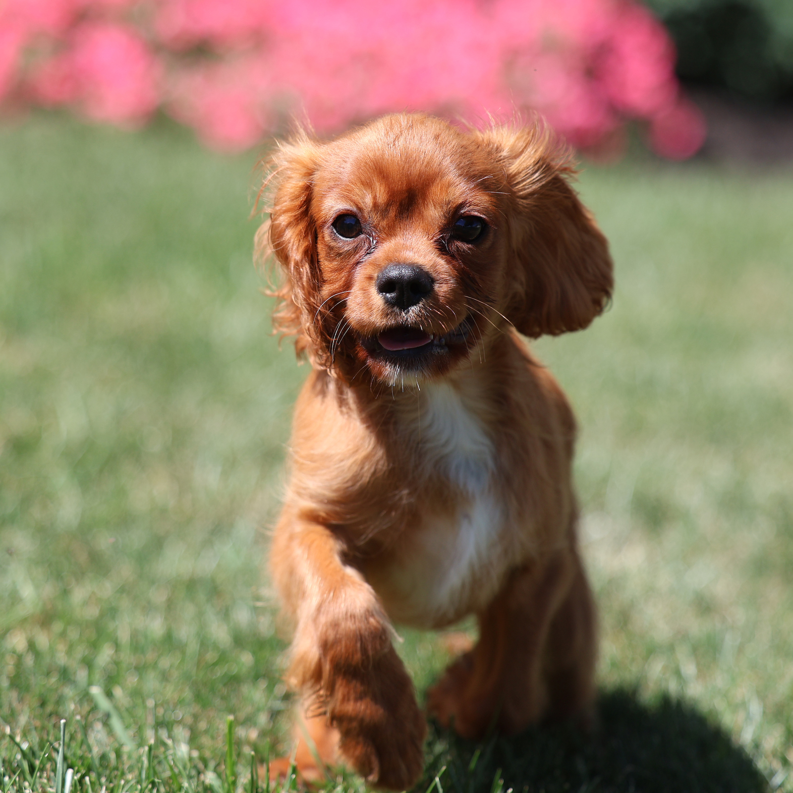 Ruby Cavalier King Charles Spaniel Puppies For Sale | Jax