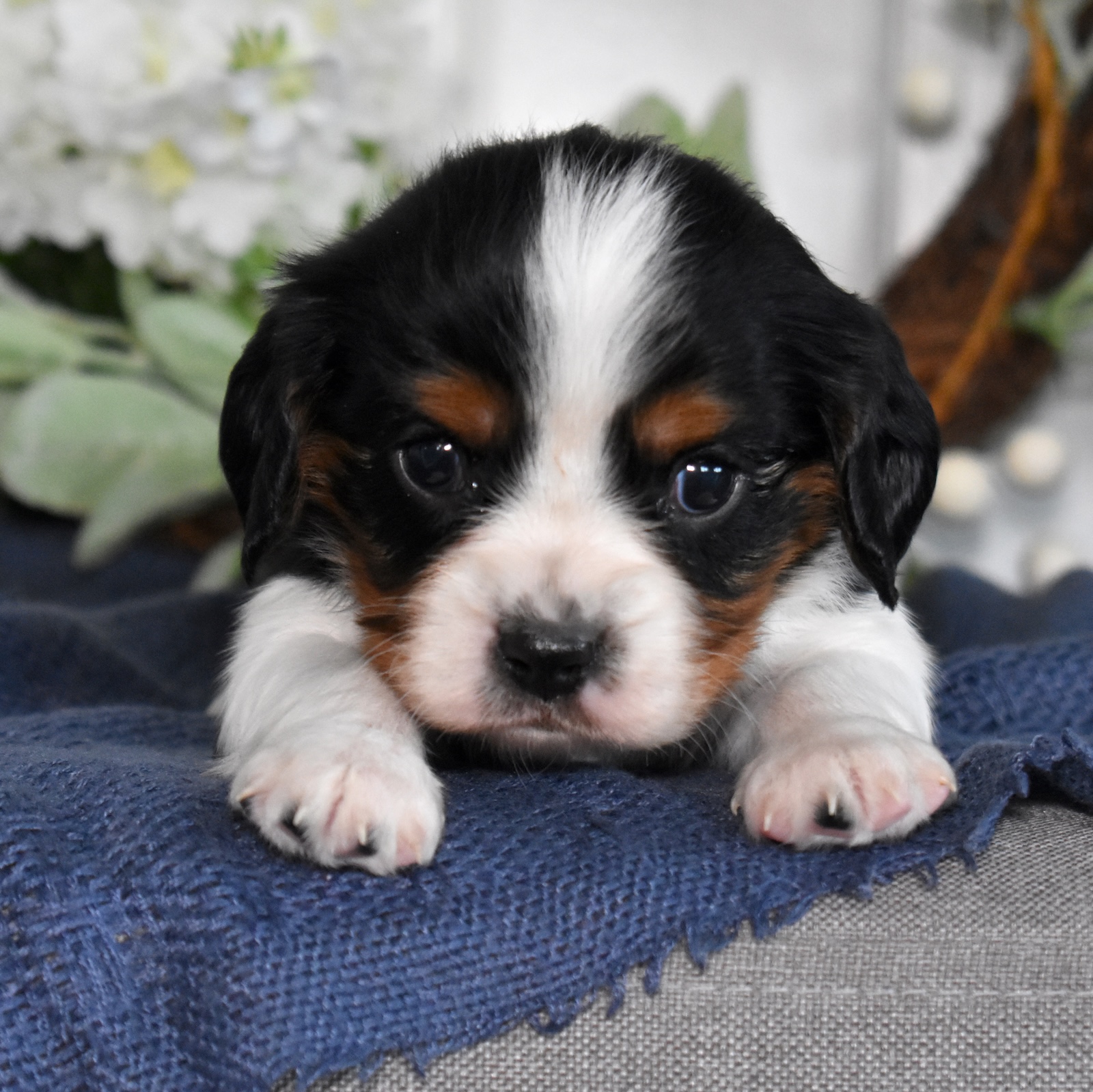 Villa Crest Puppies | Tri Color Cavalier | Vet Checked